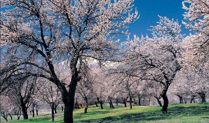 Hunza Cherry Blossom Spring Tour-2027